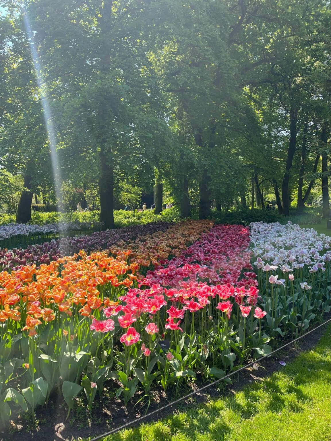 【オランダの気候・天気】年間の気候の特徴やベストシーズンを在住筆者が解説！ - Culturize