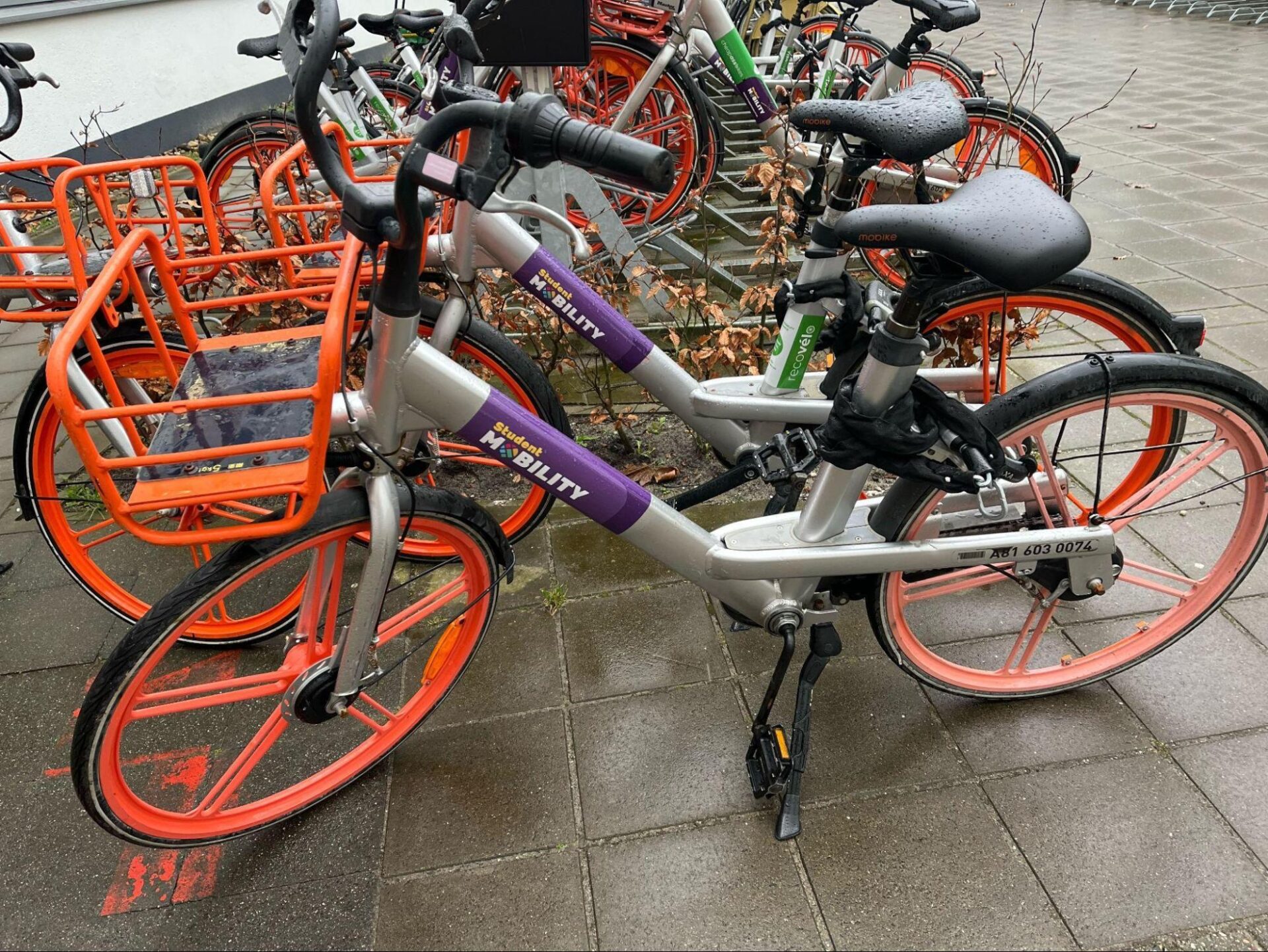 オランダ人は世界で一番平均身長の高い国!?その理由を徹底解説！ - Culturize