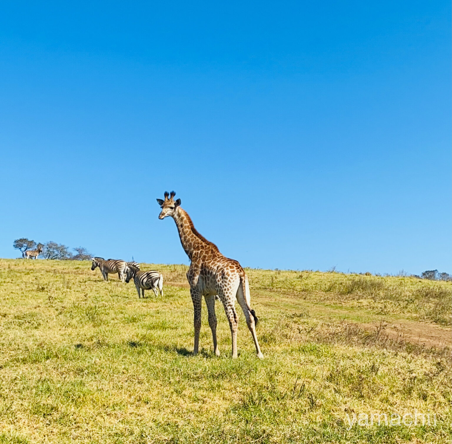 南アフリカ・ダーバンのおすすめ観光スポット9選！ベストシーズン・モデルプランを在住者が紹介 - Culturize