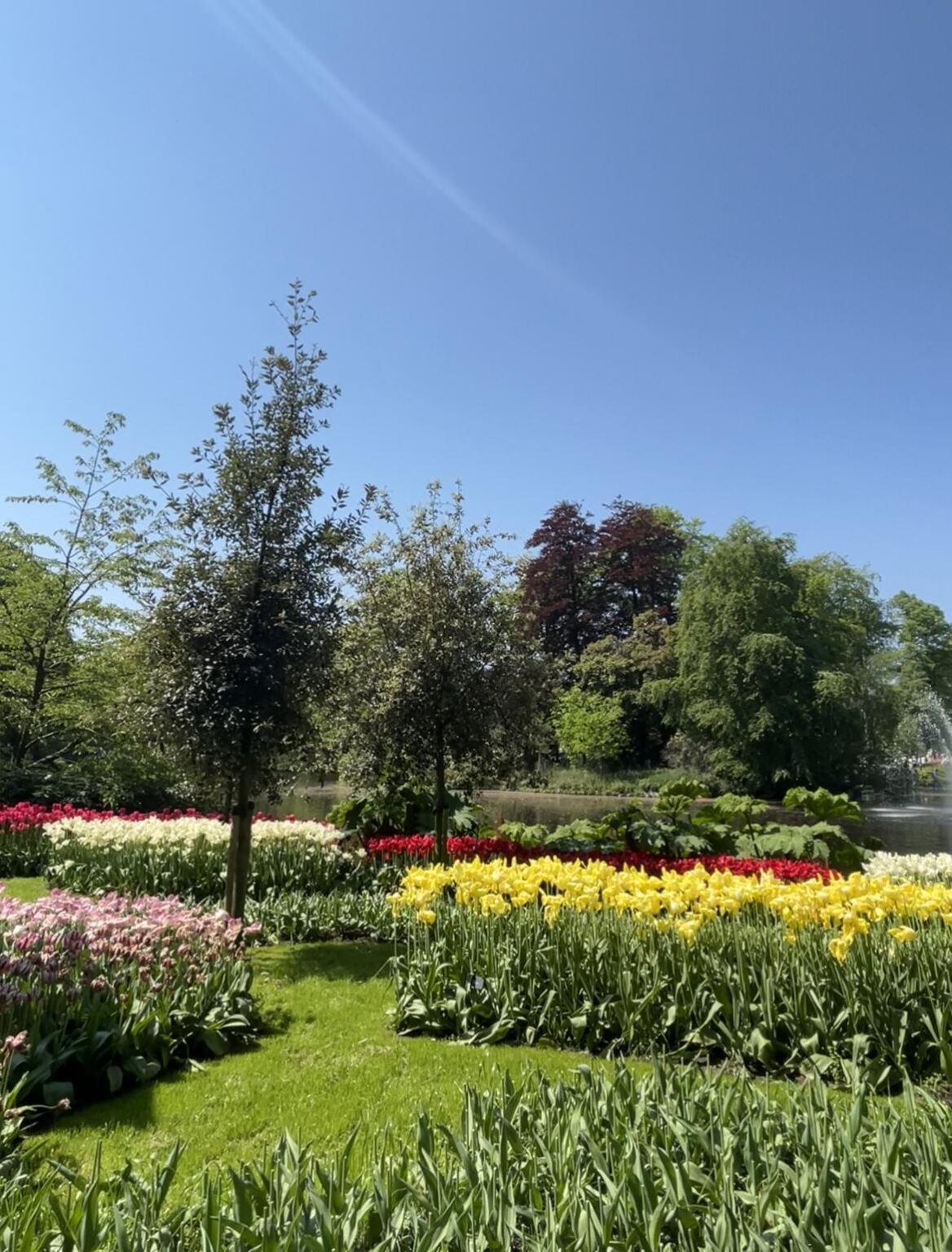 オランダで訪れたいチューリップ畑で有名なキューケンホフ公園を徹底解説！ - Culturize