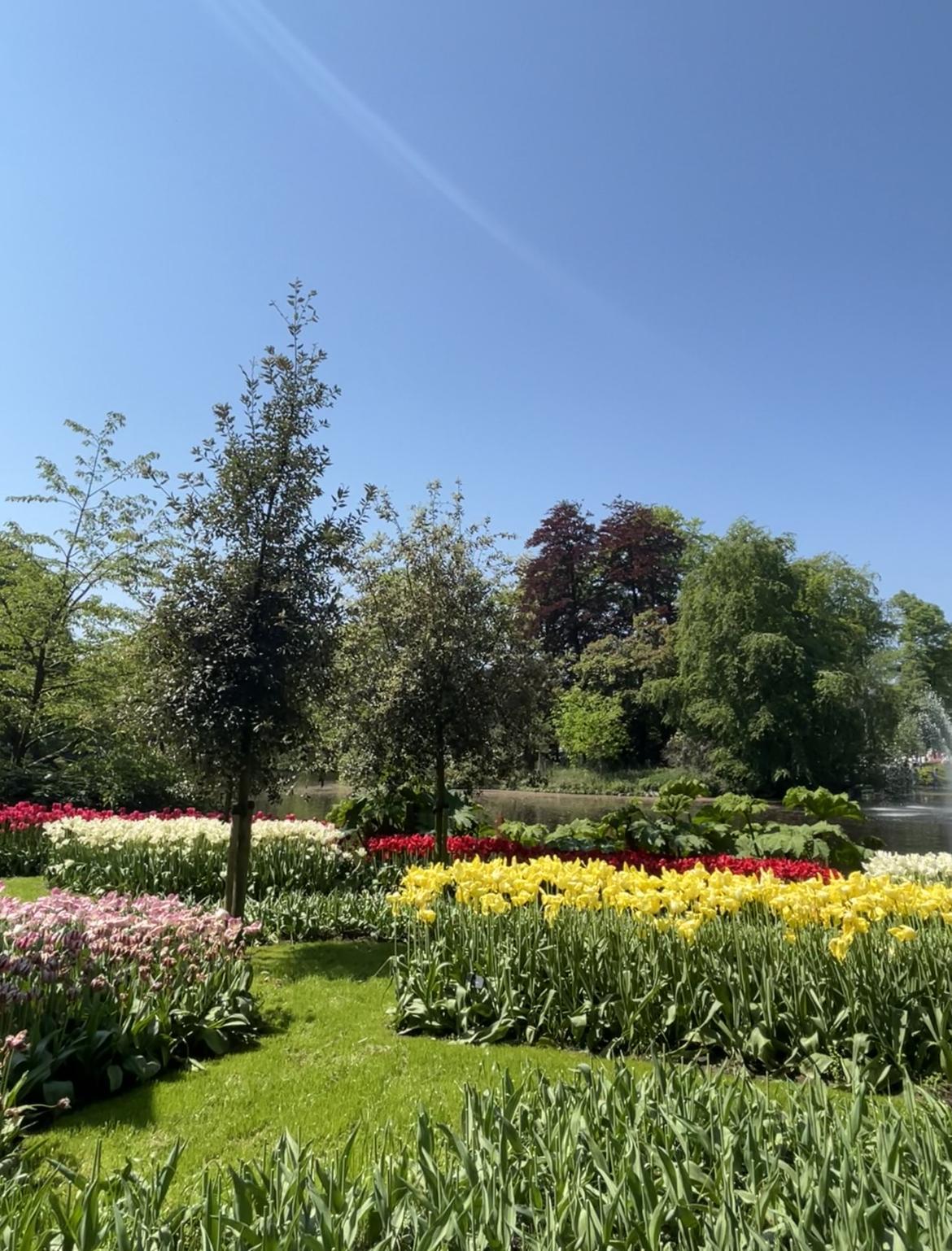 オランダで訪れたいチューリップ畑で有名なキューケンホフ公園を徹底解説！ - Culturize