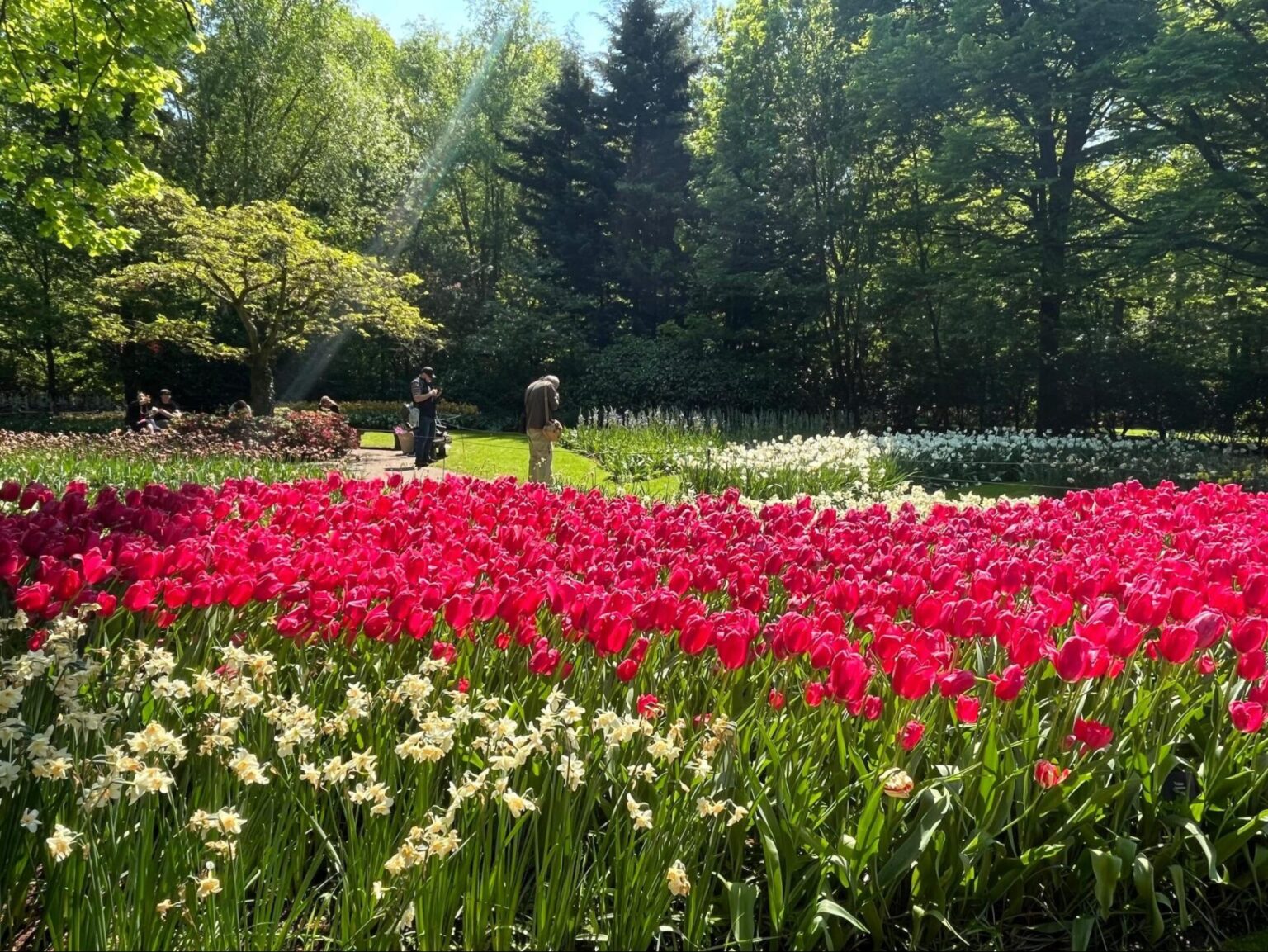 オランダで訪れたいチューリップ畑で有名なキューケンホフ公園を徹底解説！ - Culturize